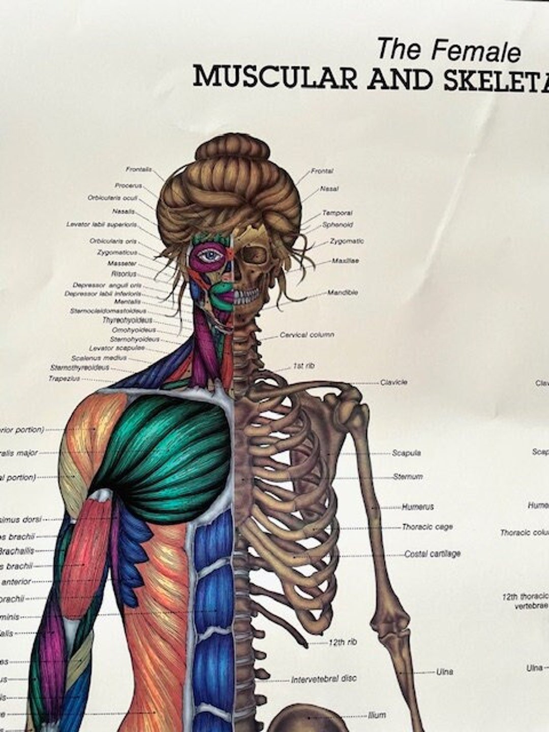 2 Large Vintage Bruce Algra Women's Fitness Posters 1984 the Algra ...