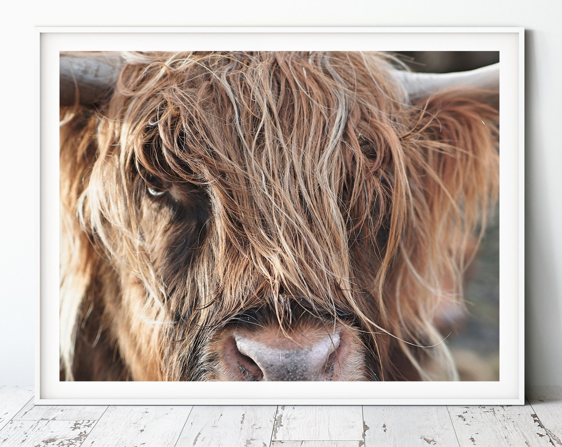 Highland Cow Print Buffalo Print Farm House Decor Bedroom Wall Art ...