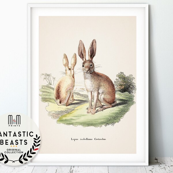Antique Rabbit Print - Etsy