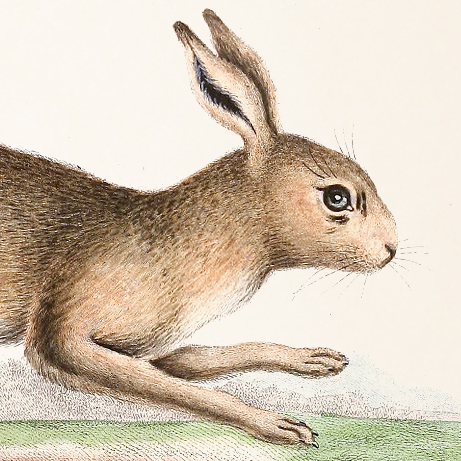 Rabbit Print Set of 2 Prints Woodland Nursery Wall Art Kids Room Decor ...