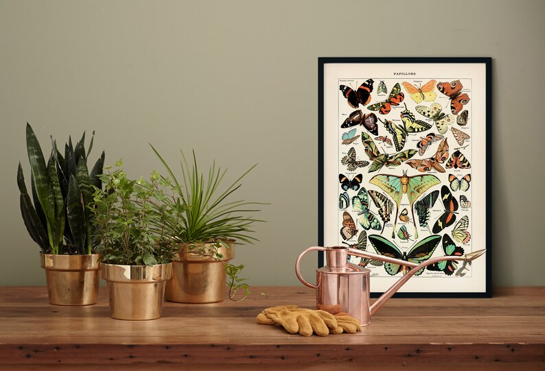 Butterfly Print Insect Art Natural History Entomology Printable Wall ...