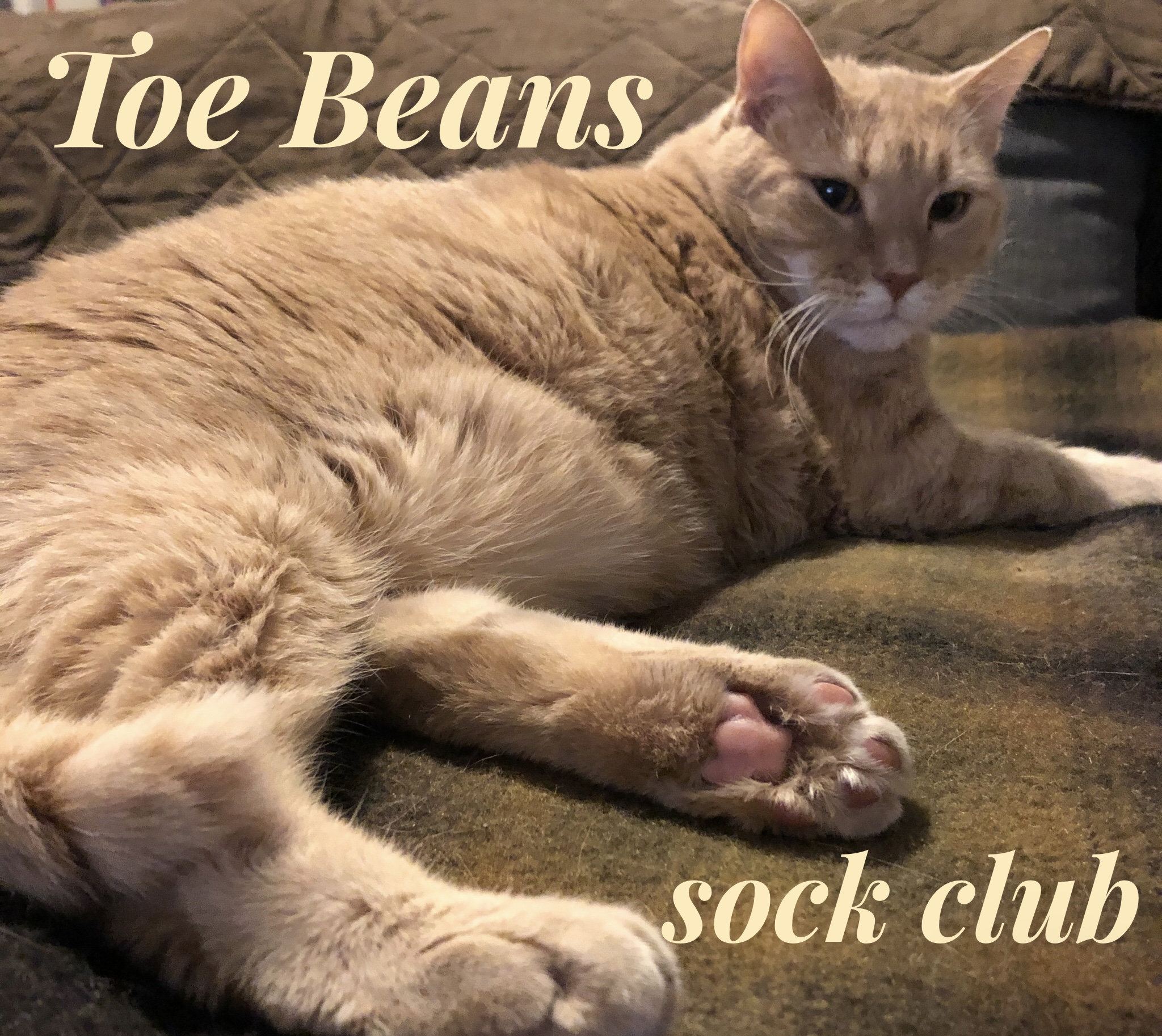 Toe Beans Sock Club, 85/15 Superwash Merino/nylon Blend, 480 Meters Total, One Hank and One Mini ...