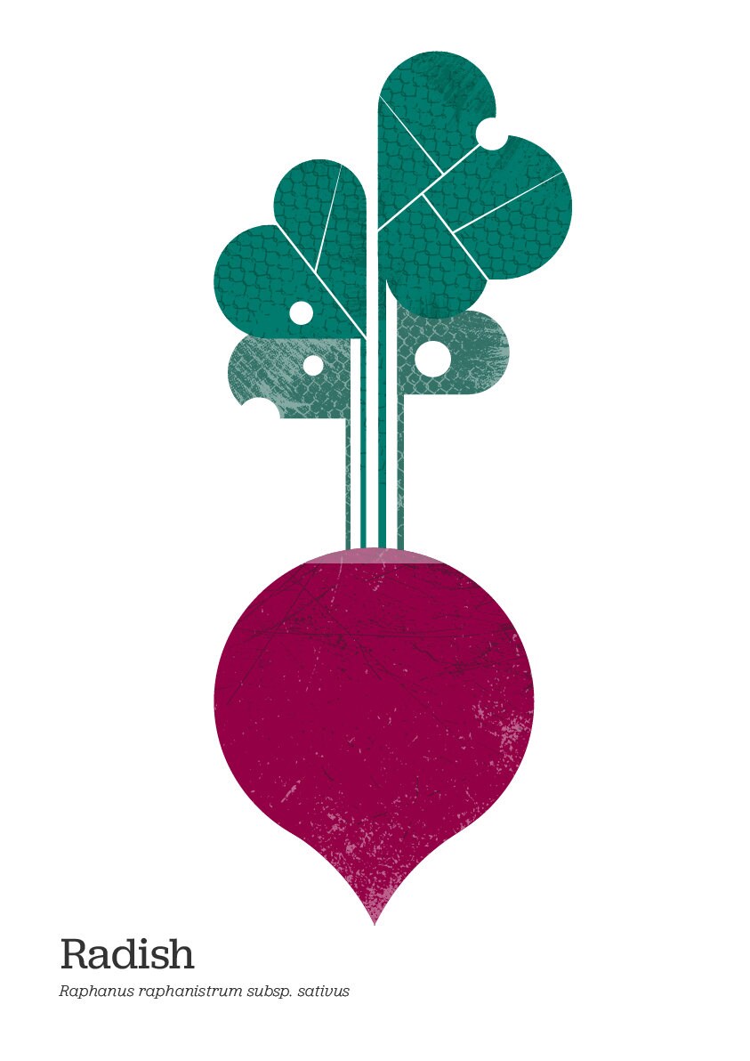 Radish - Retro print — Mr Watson Design