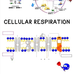 Cellular Respiration Guided Notes and Diagrams Printable Handout - Etsy