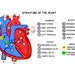 The Heart and Circulatory System: Guided Notes & Study Guide - Etsy