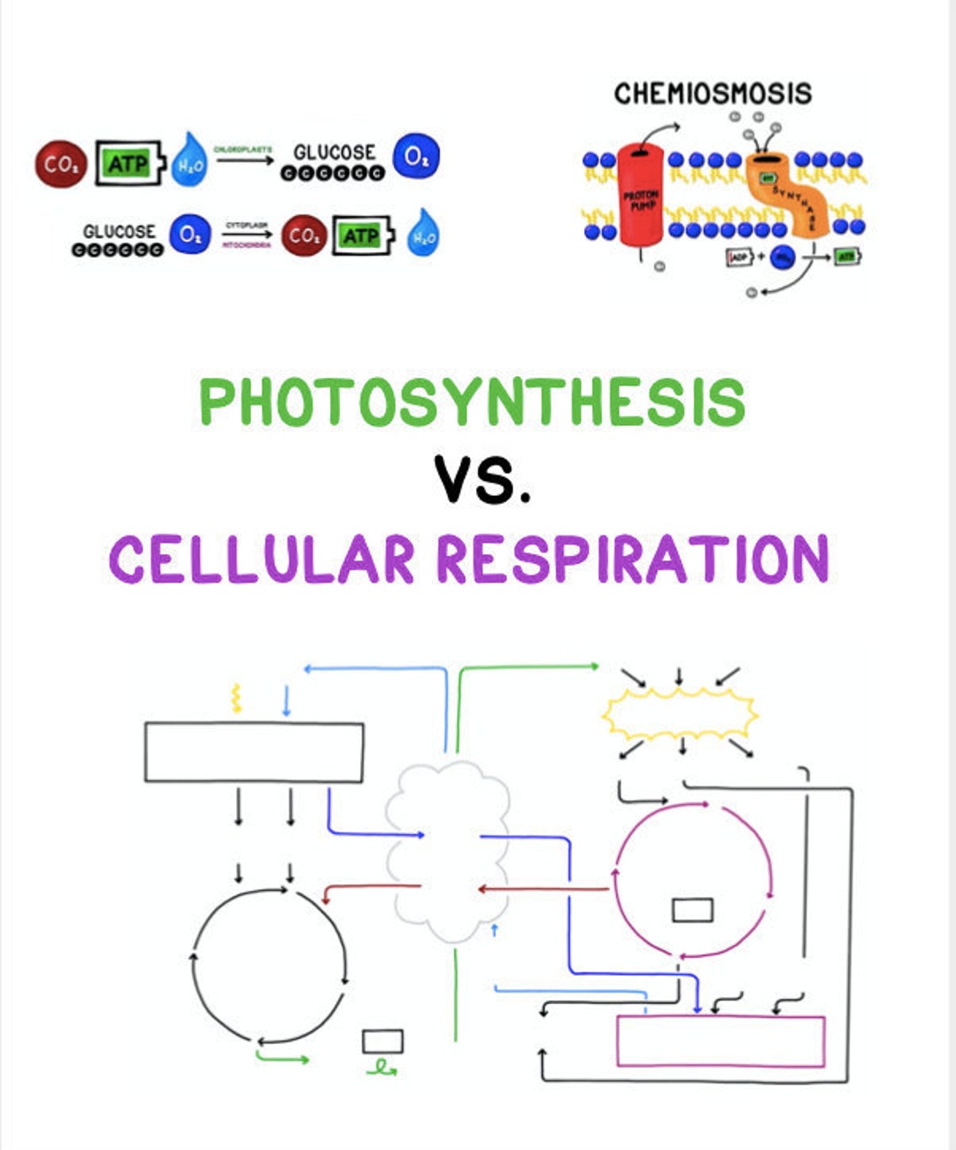 Photosynthesis Vs Cellular Respiration Guided Notes And Diagrams Photosynthesis Vs Cellular Respiration Guided Notes And Diagrams