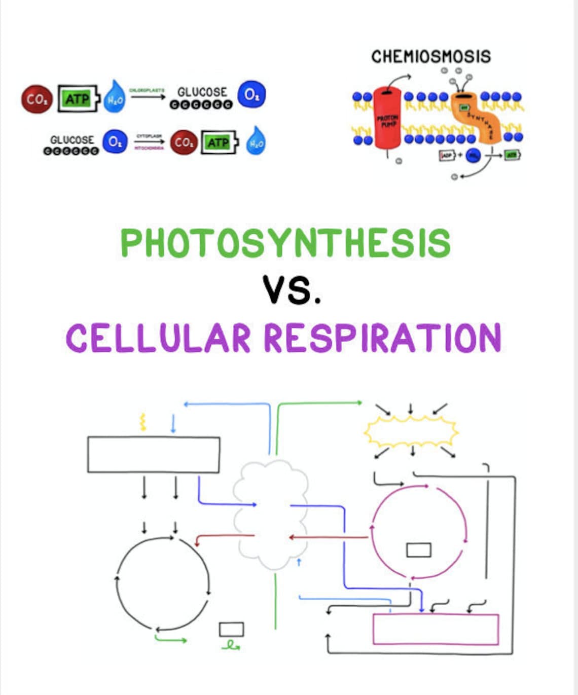 Photosynthesis Vs. Cellular Respiration Guided Notes and Diagrams ...