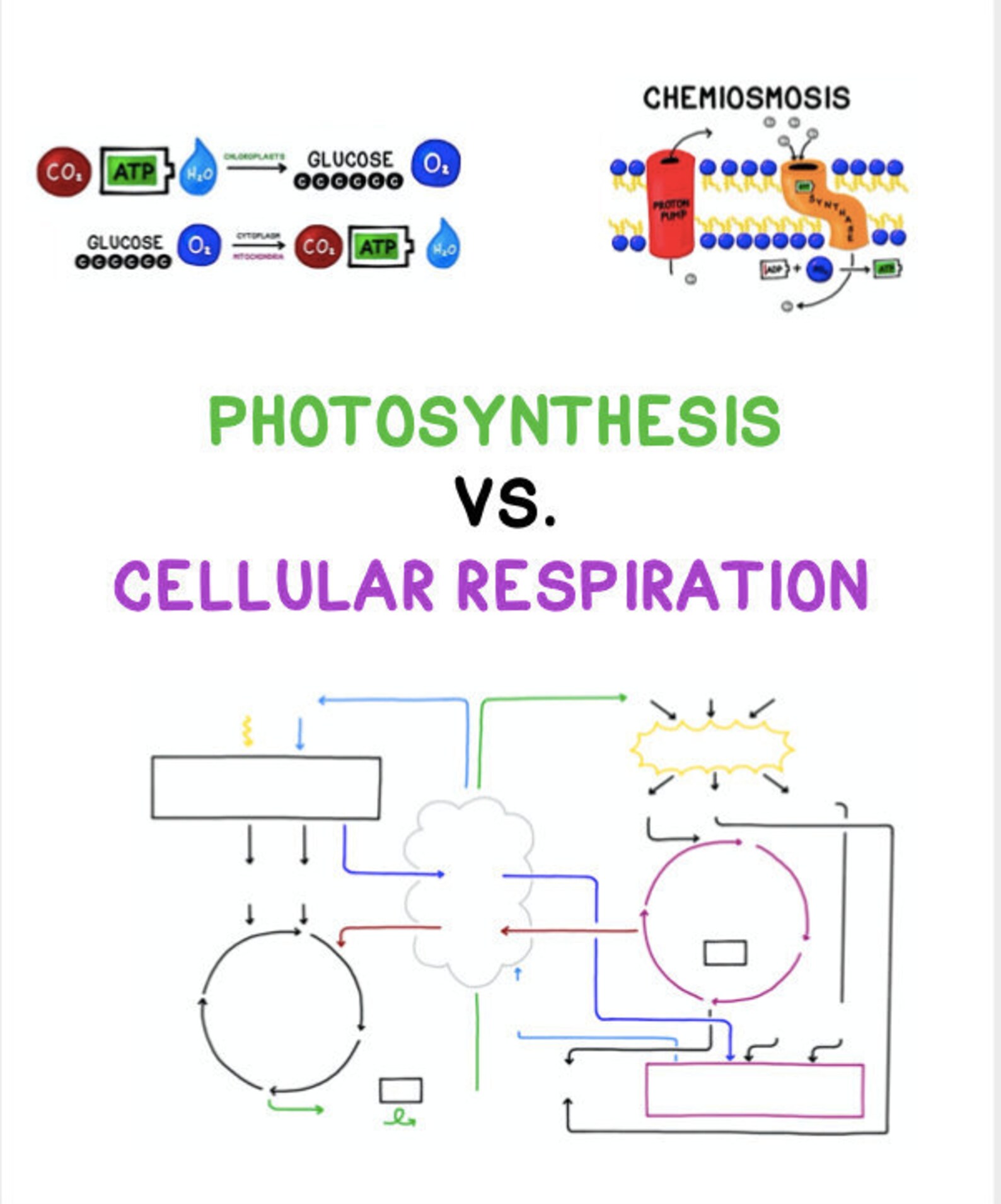Photosynthesis Vs Cellular Respiration Guided Notes And Etsy Canada Photosynthesis Vs Cellular Respiration Guided Notes And Etsy Canada