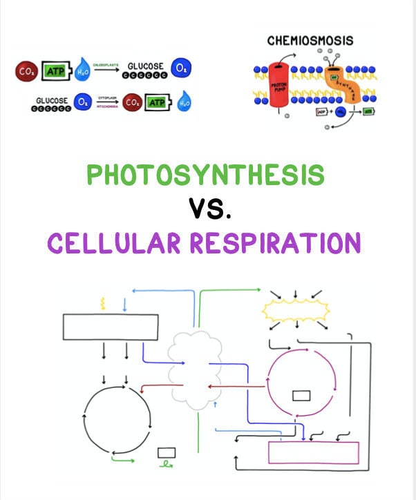 Photosynthesis Vs. Cellular Respiration Guided Notes and Diagrams ...