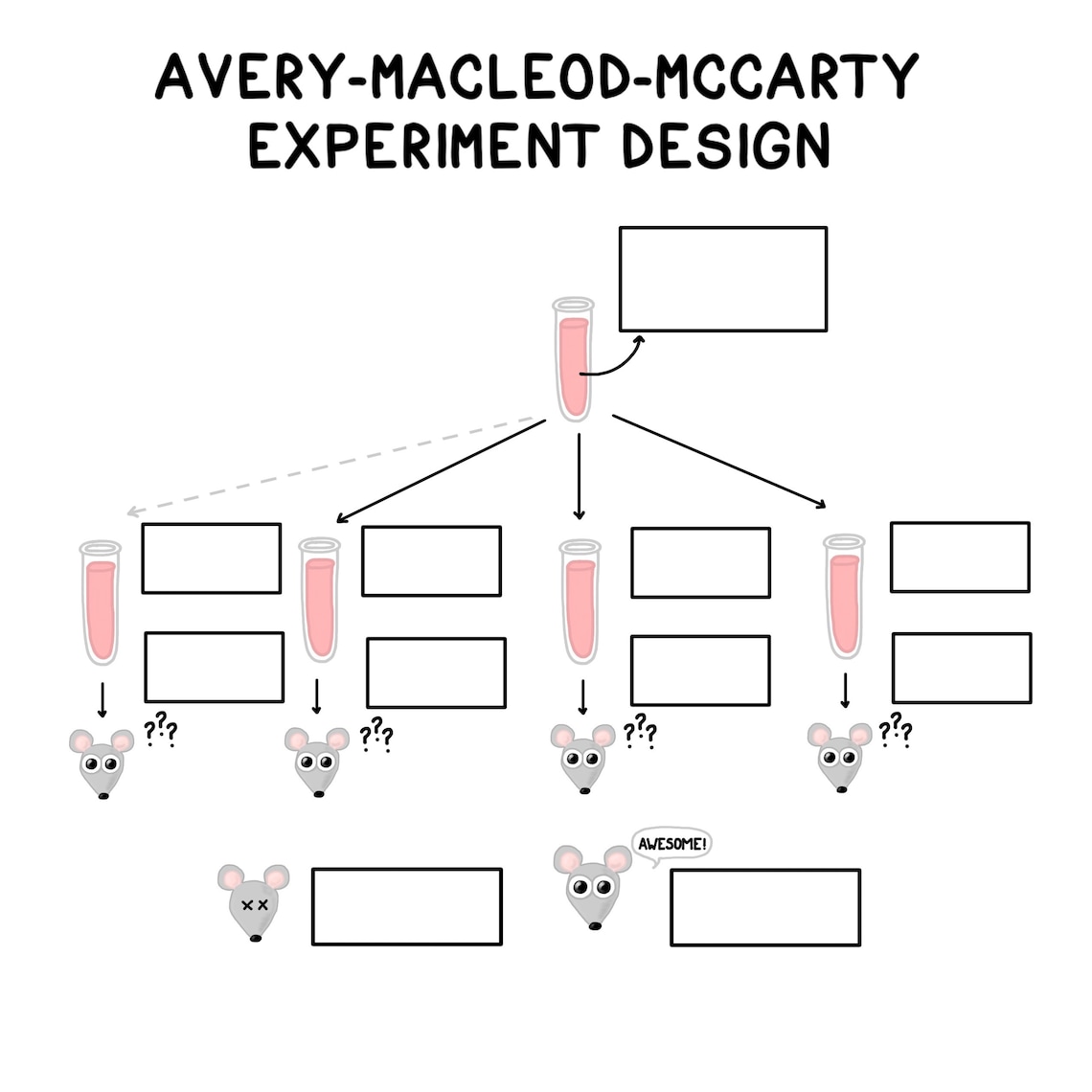 The Avery Experiment: Guided Notes and Study Guide - Etsy