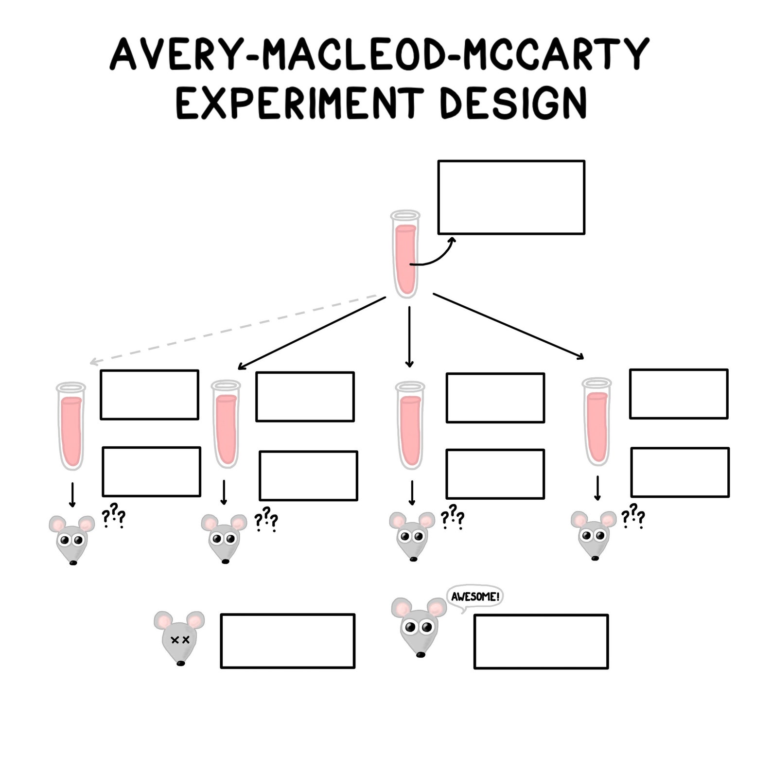 The Avery Experiment: Guided Notes and Study Guide - Etsy