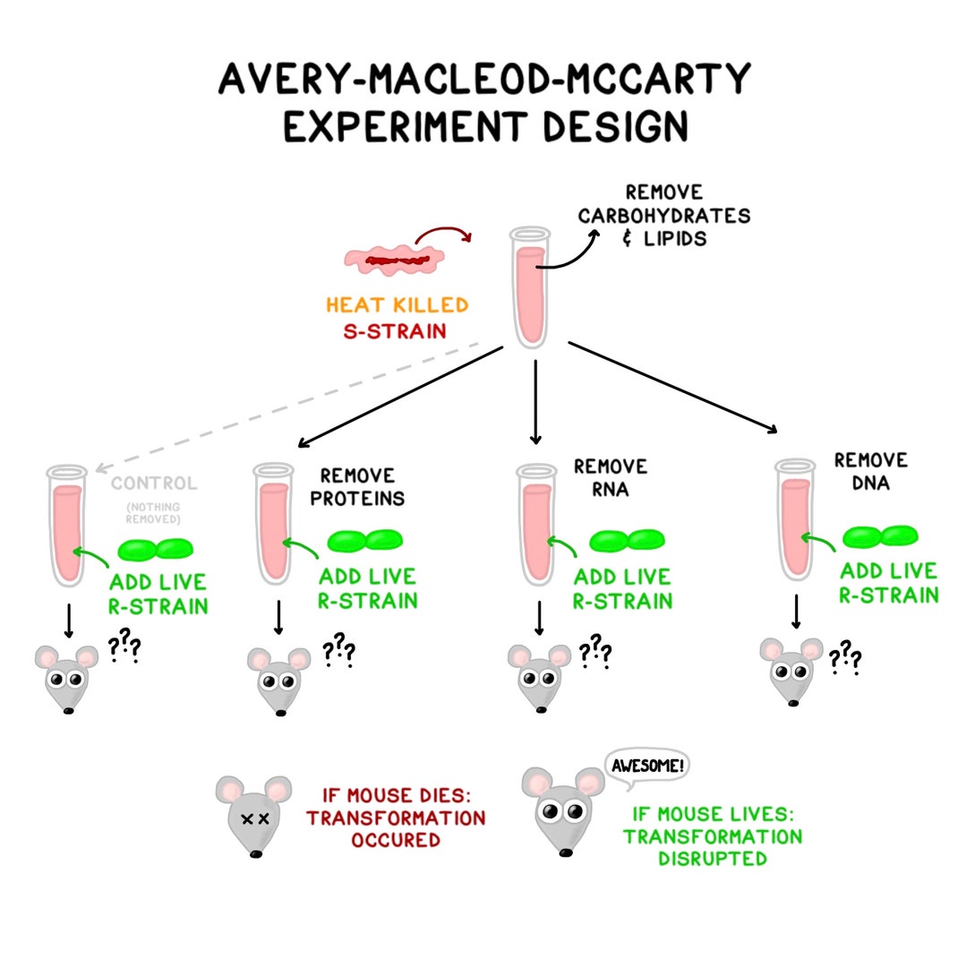 The Avery Experiment: Guided Notes and Study Guide - Etsy