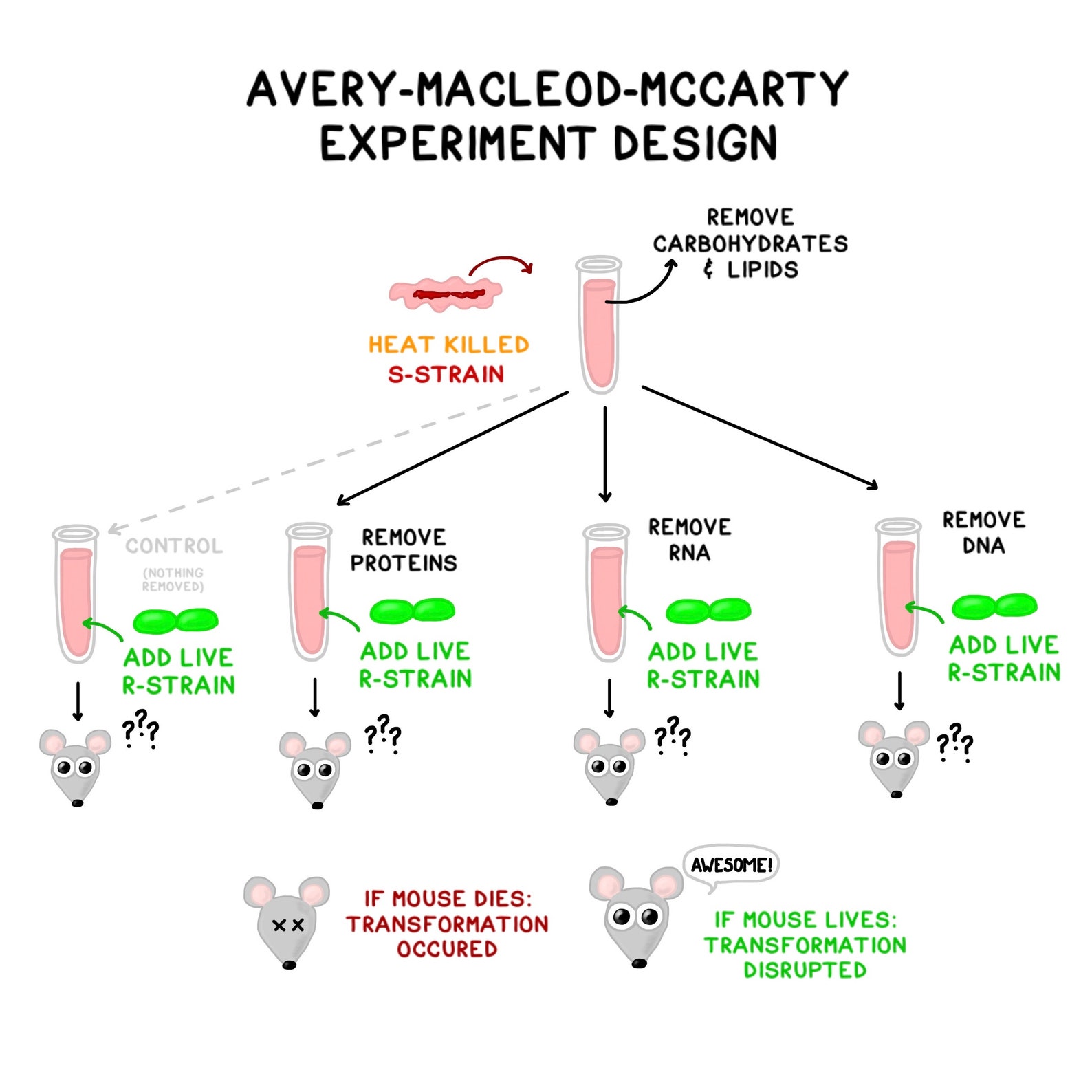 The Avery Experiment: Guided Notes and Study Guide - Etsy