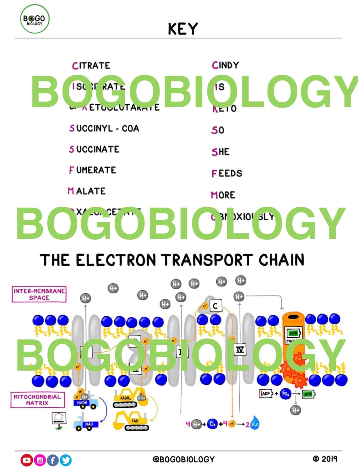 Cellular Respiration Guided Notes and Diagrams Printable Handout - Etsy