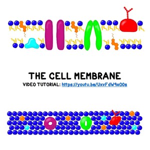 Cell Membrane Guided Notes Printable (13 Pages) - Etsy