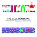 Cell Membrane Guided Notes Printable (13 Pages) - Etsy
