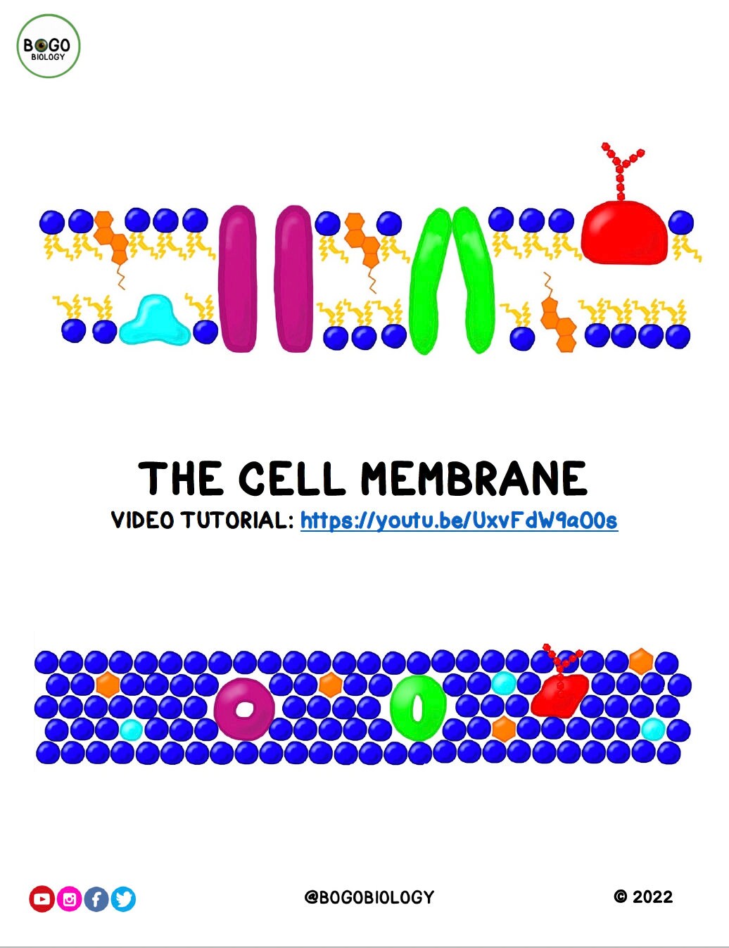 Cell Membrane Guided Notes Printable (13 Pages) - Etsy