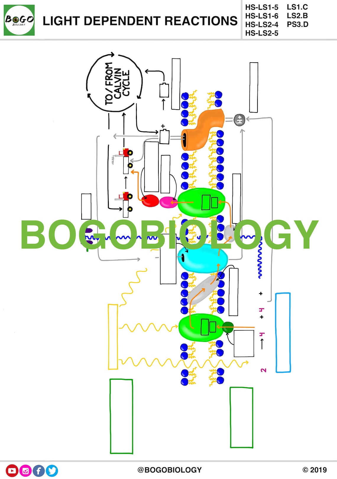 Photosynthesis Guided Notes Printable Handout (16 Pages) - Etsy