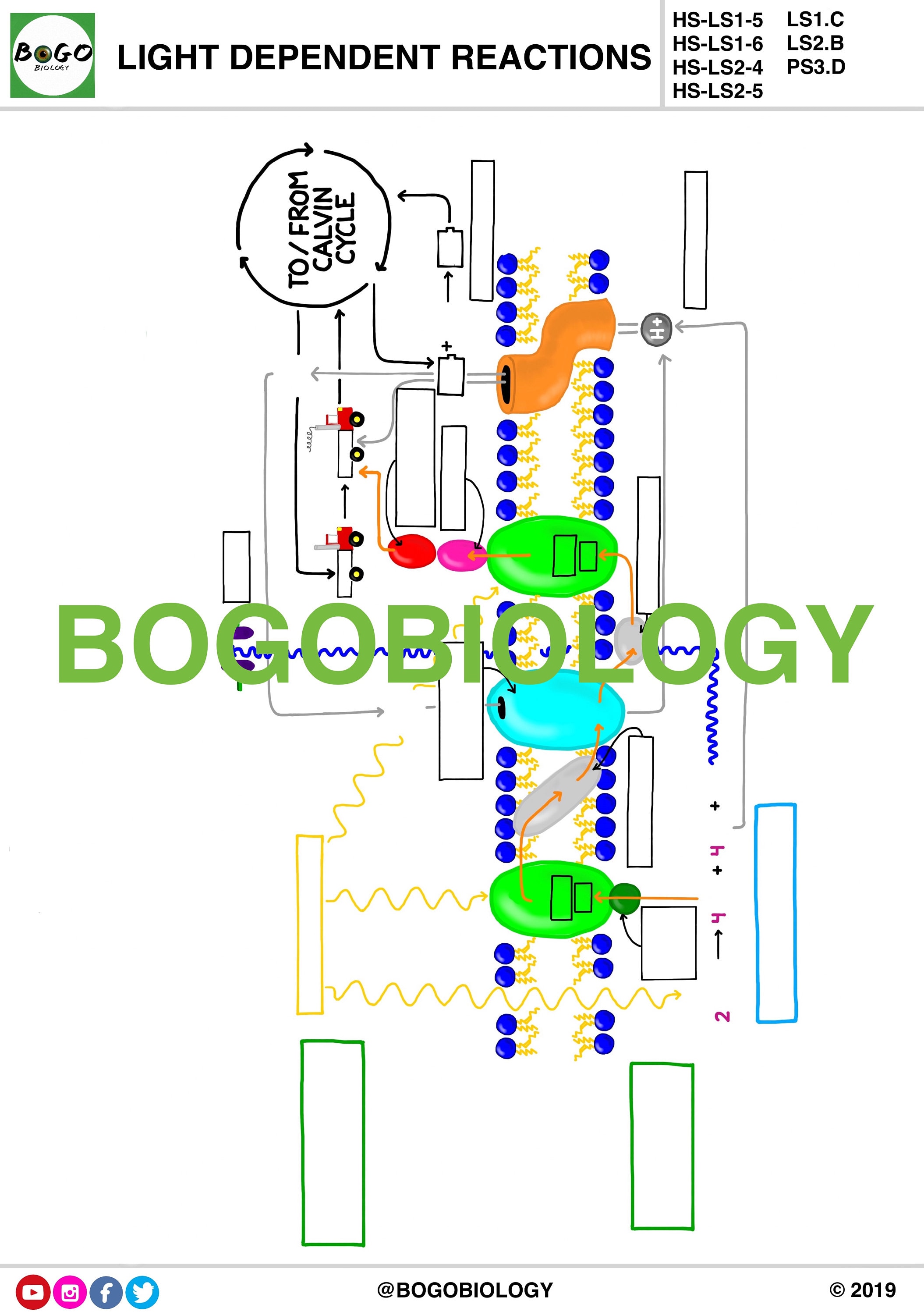 Photosynthesis Guided Notes Printable Handout (16 Pages) - Etsy