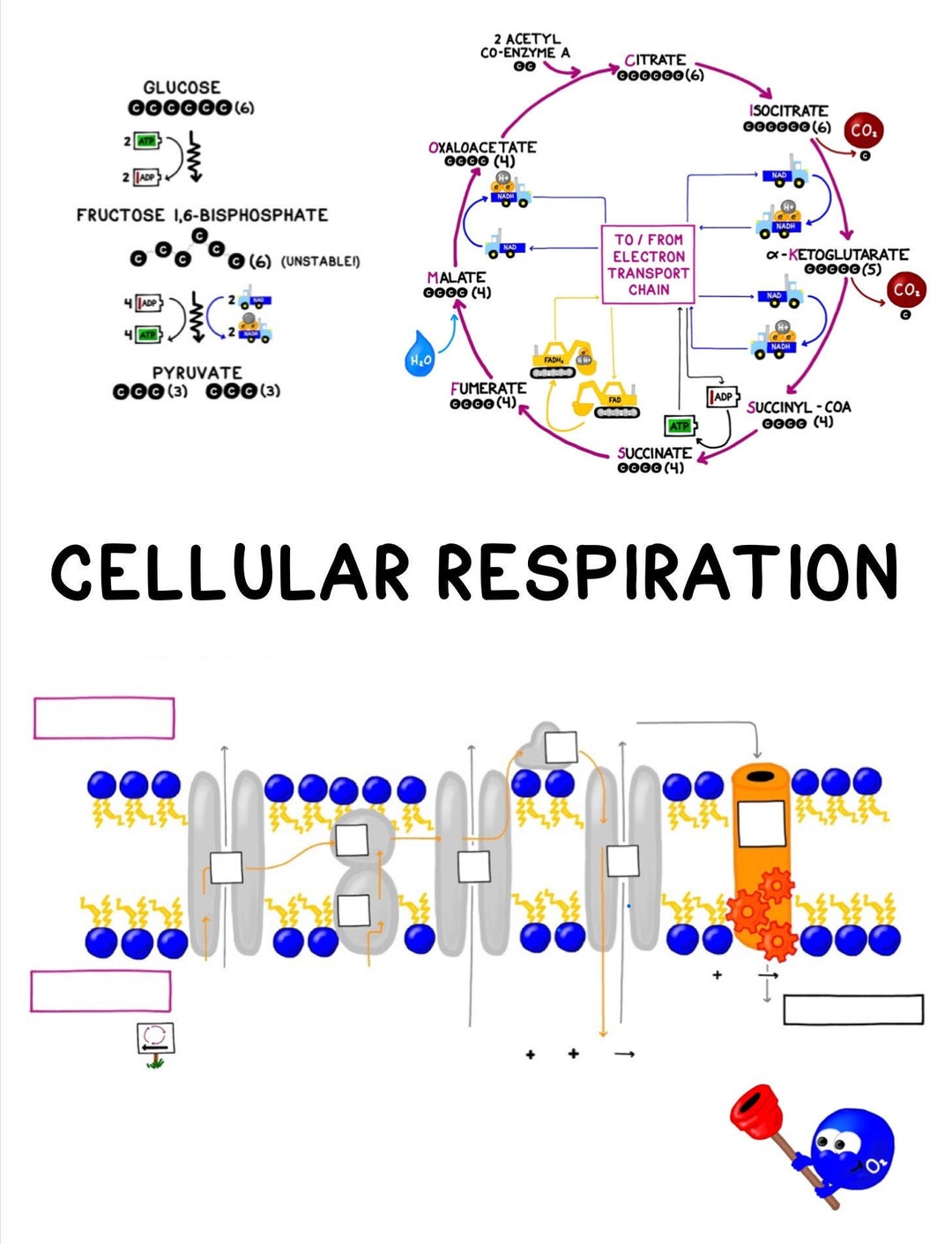 Cellular Respiration Guided Notes and Diagrams Printable Handout - Etsy