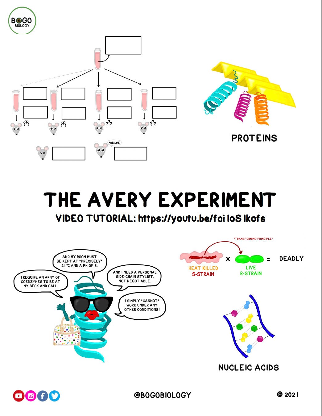 The Avery Experiment: Guided Notes and Study Guide - Etsy