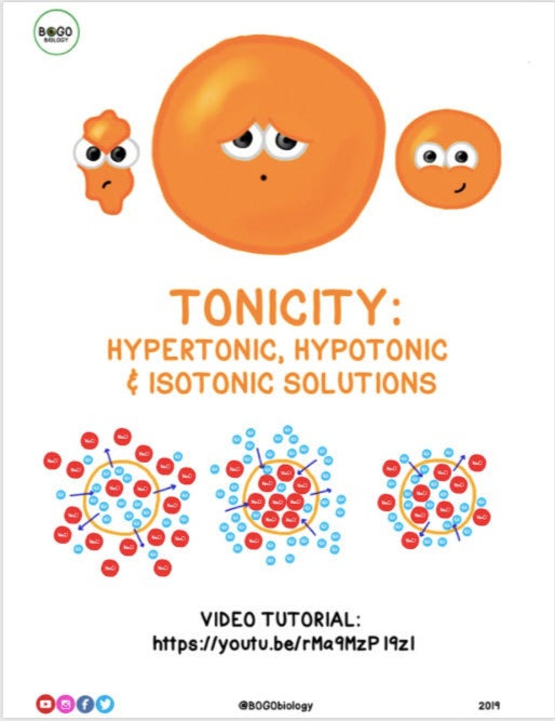 Hypertonic, Hypotonic and Isotonic Solutions Guided Notes - Etsy