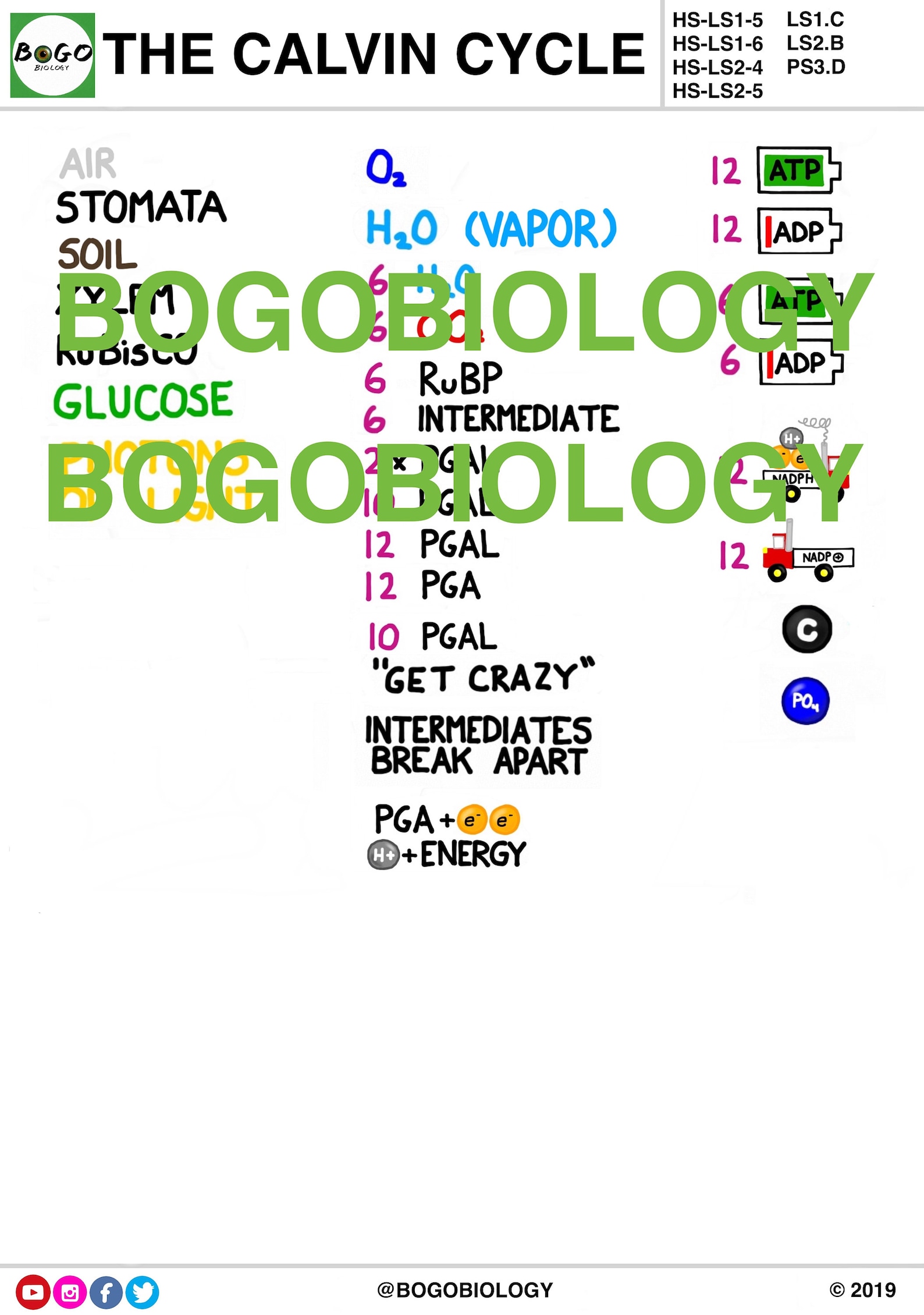 Photosynthesis Guided Notes Printable Handout (16 Pages) - Etsy