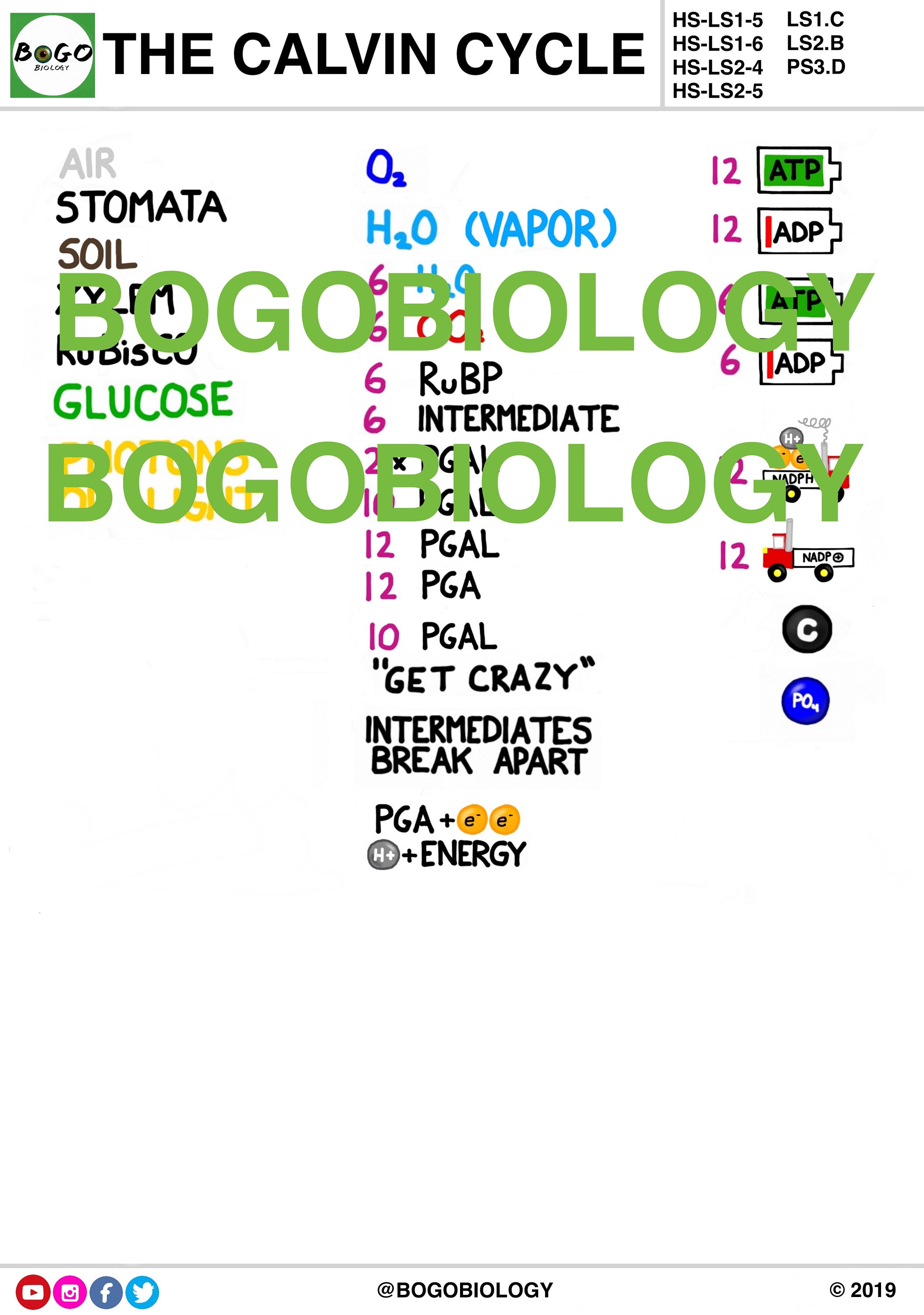 Photosynthesis Guided Notes Printable Handout (16 Pages) - Etsy