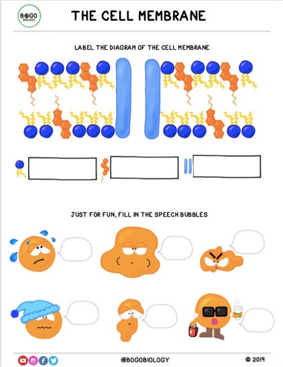 Hypertonic Hypotonic Isotonic Worksheet