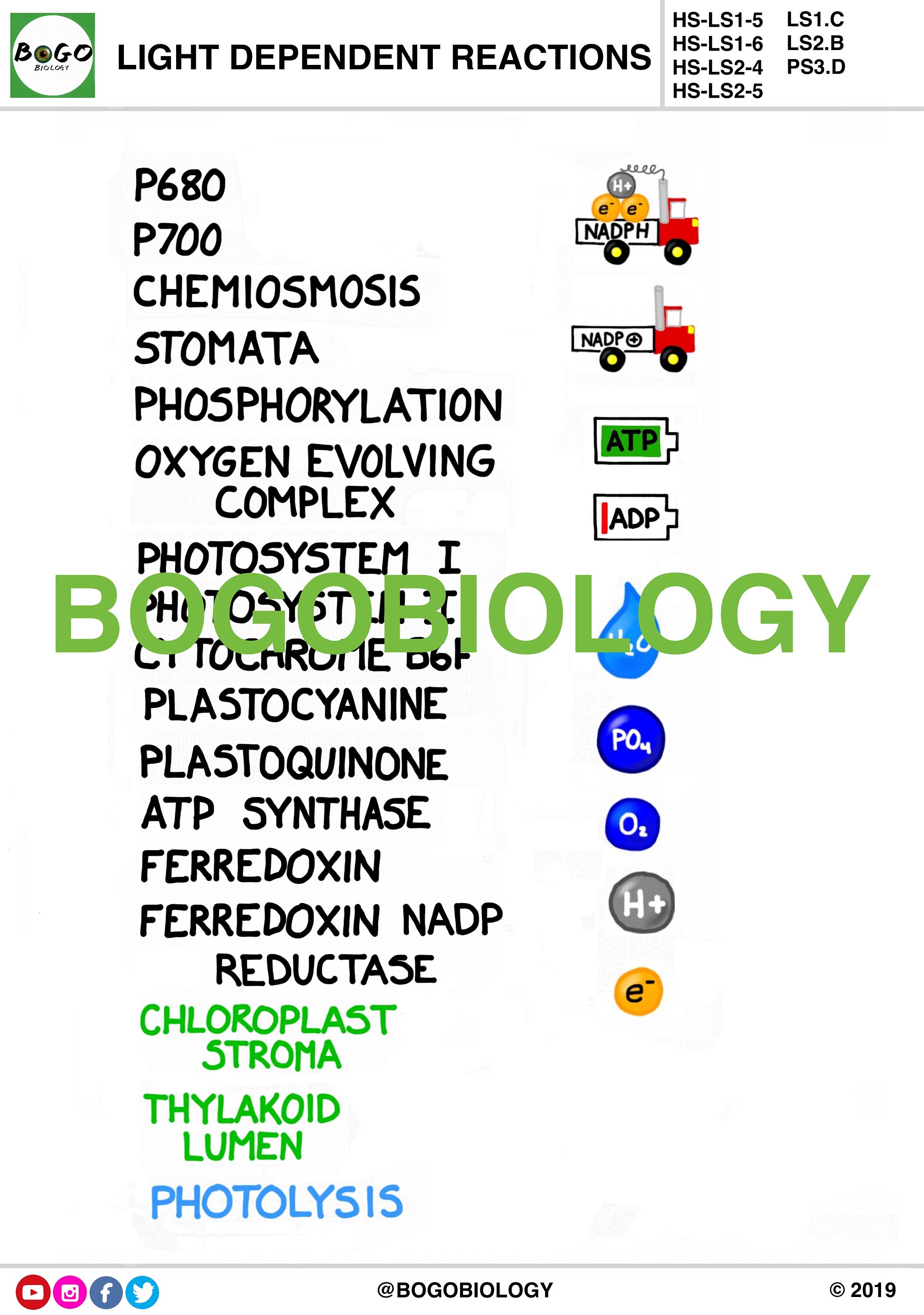 Photosynthesis Guided Notes Printable Handout (16 Pages) - Etsy