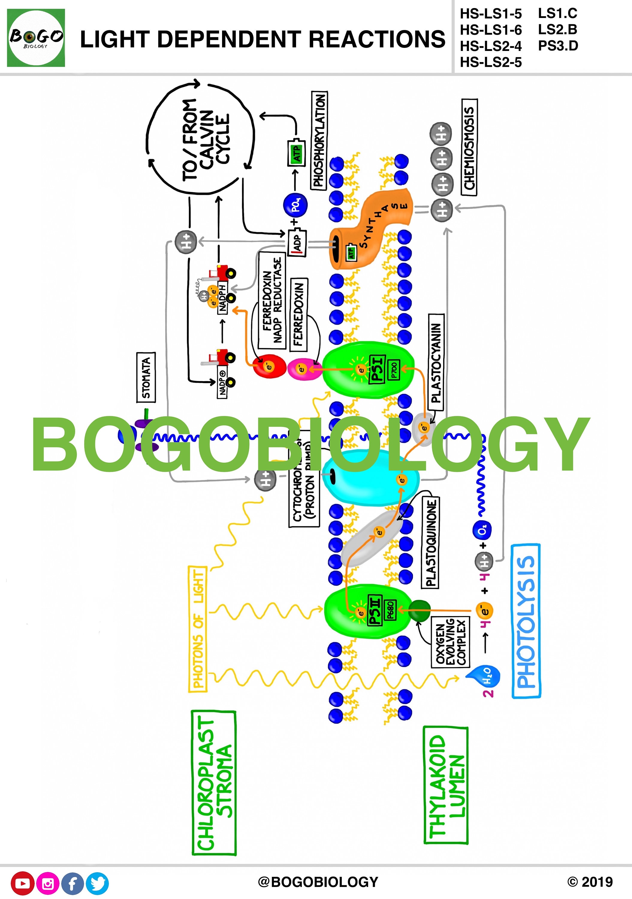 Photosynthesis Guided Notes Printable Handout (16 Pages) - Etsy