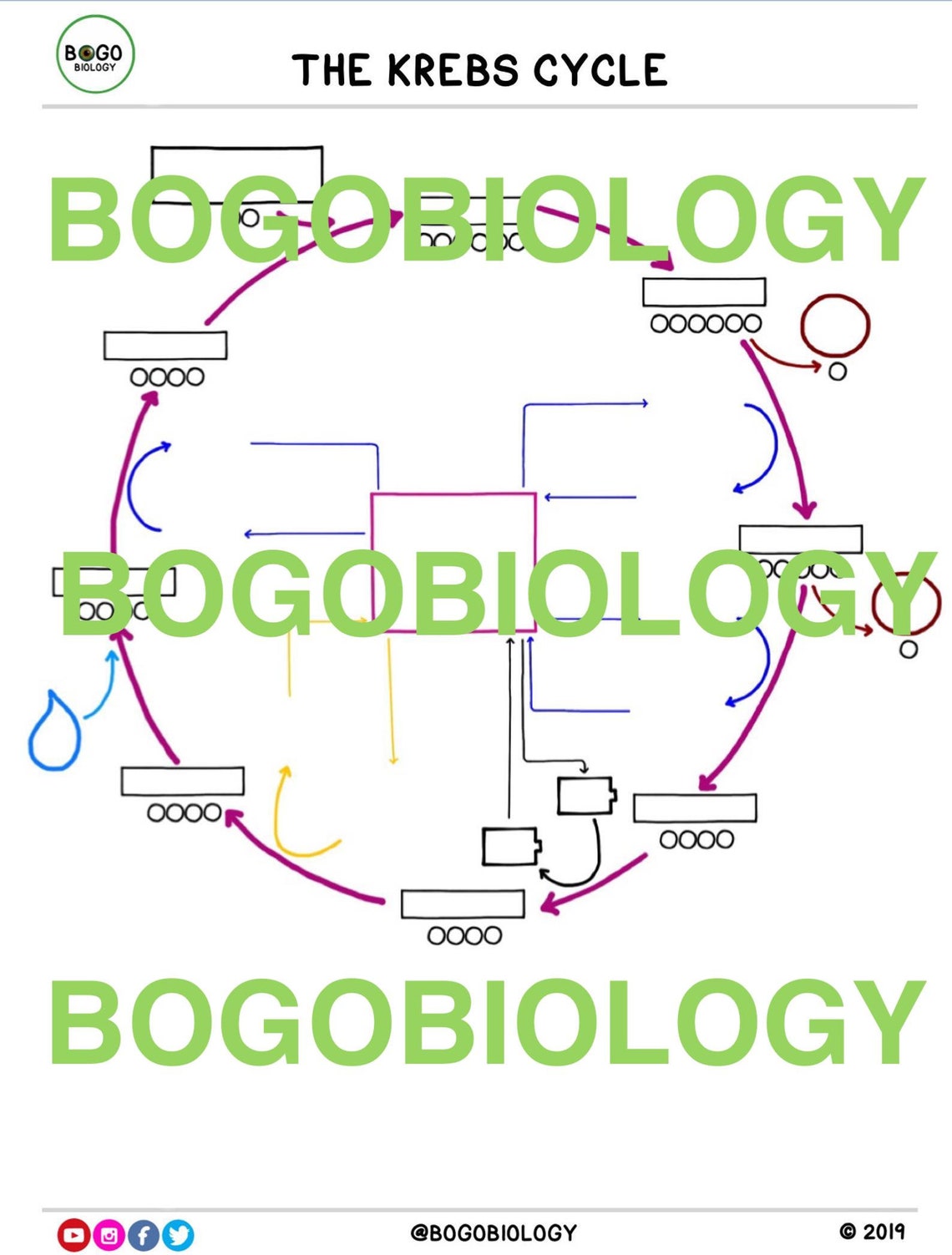 Cellular Respiration Guided Notes and Diagrams Printable Handout - Etsy