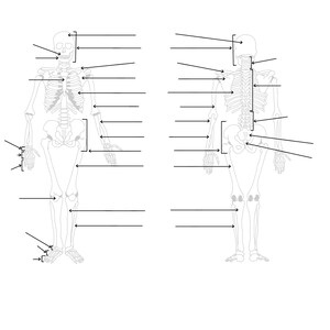 Home A-bones Skeletal System Review - Etsy