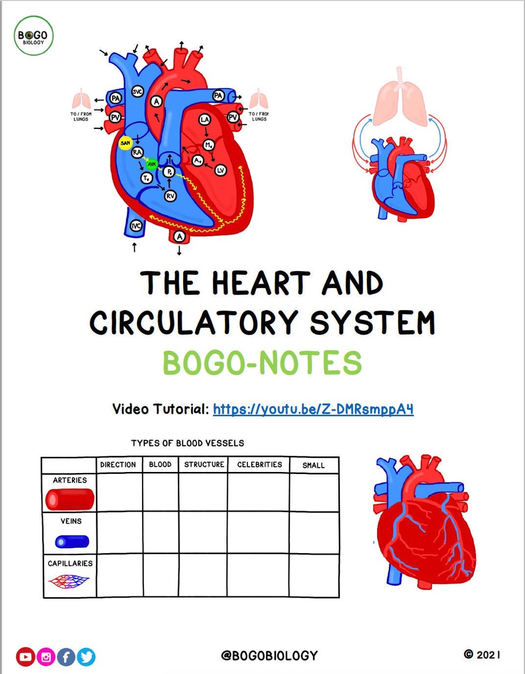 The Heart and Circulatory System: Guided Notes & Study Guide - Etsy