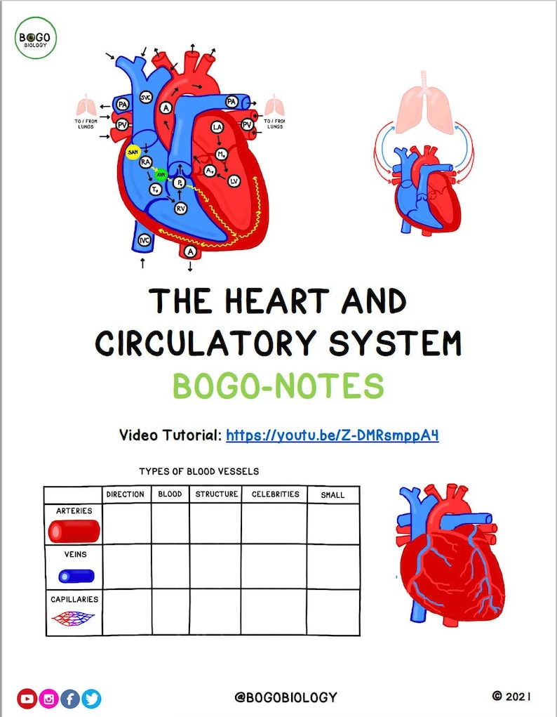 The Heart and Circulatory System: Guided Notes & Study Guide - Etsy