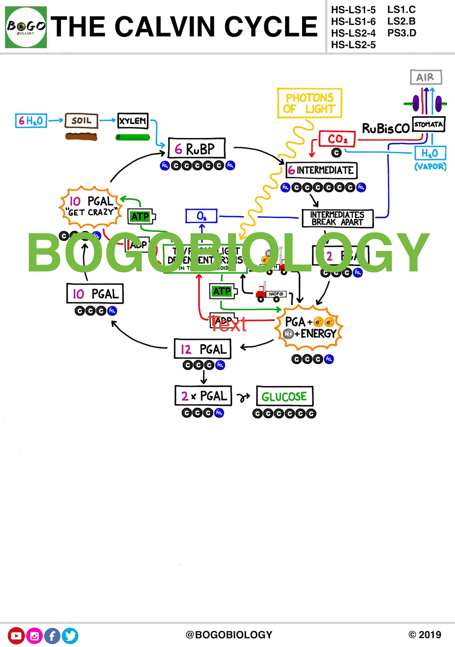 Photosynthesis Guided Notes Printable Handout (16 Pages) - Etsy