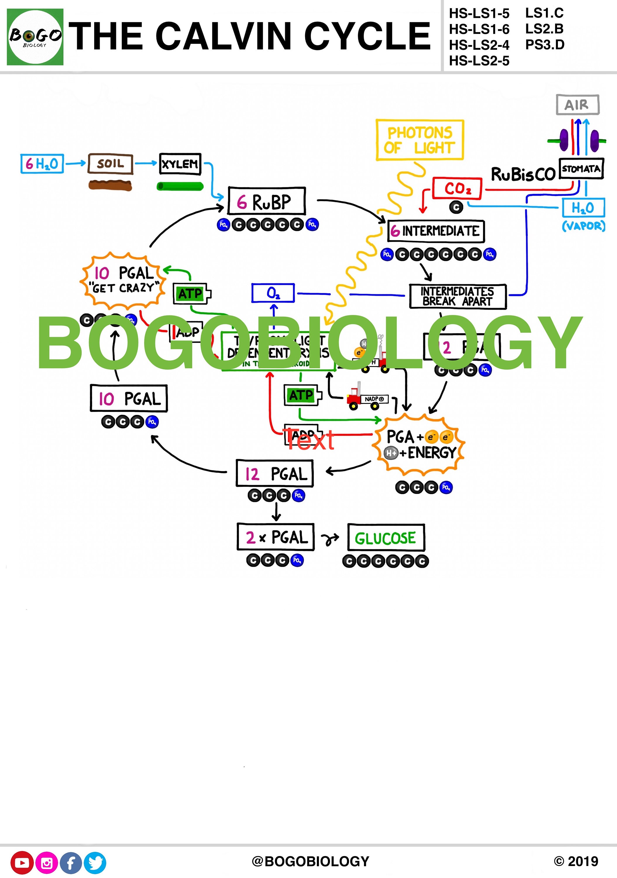 Photosynthesis Guided Notes Printable Handout (16 Pages) - Etsy