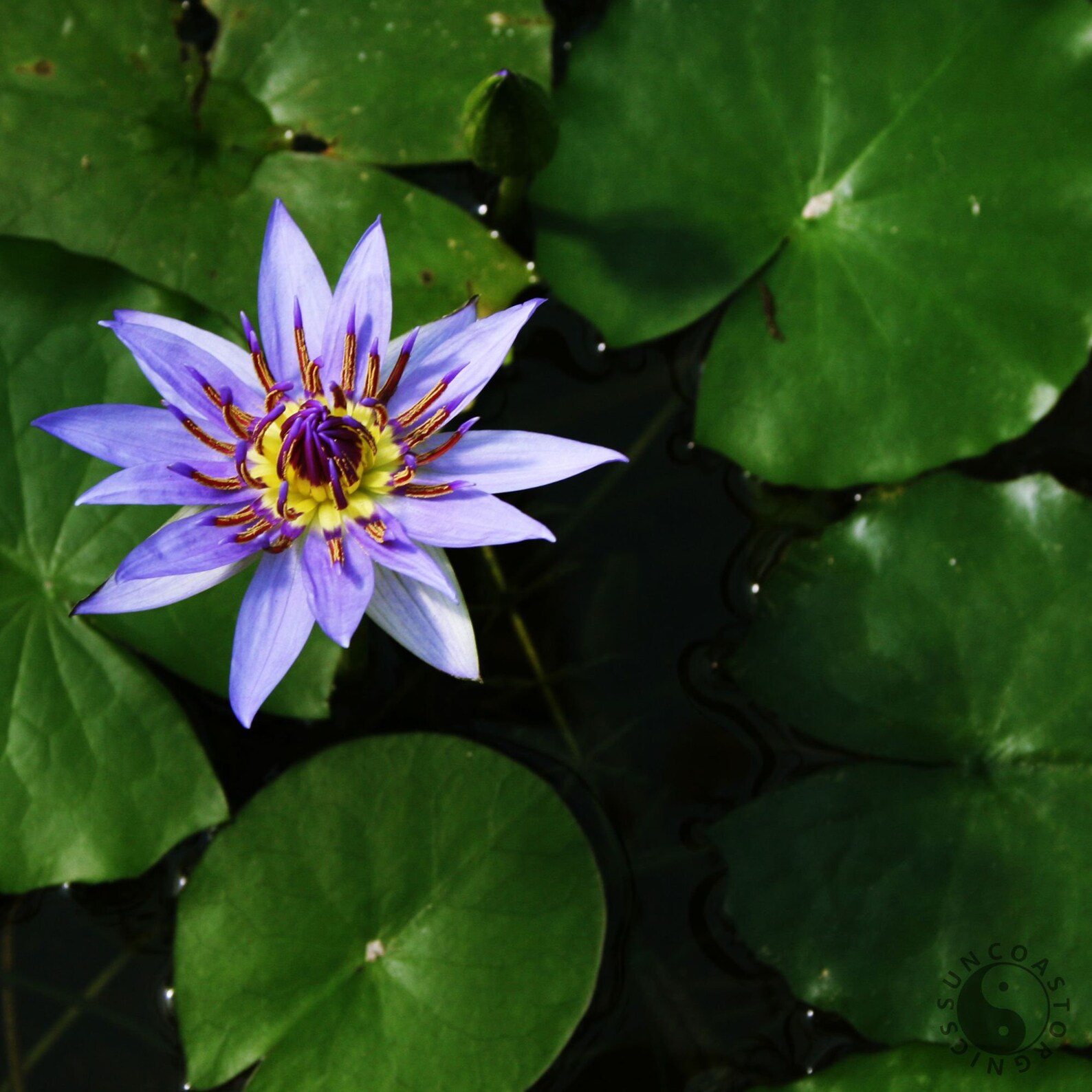 Blue Lotus Leaf Nymphaeaceae Caerulea | Etsy