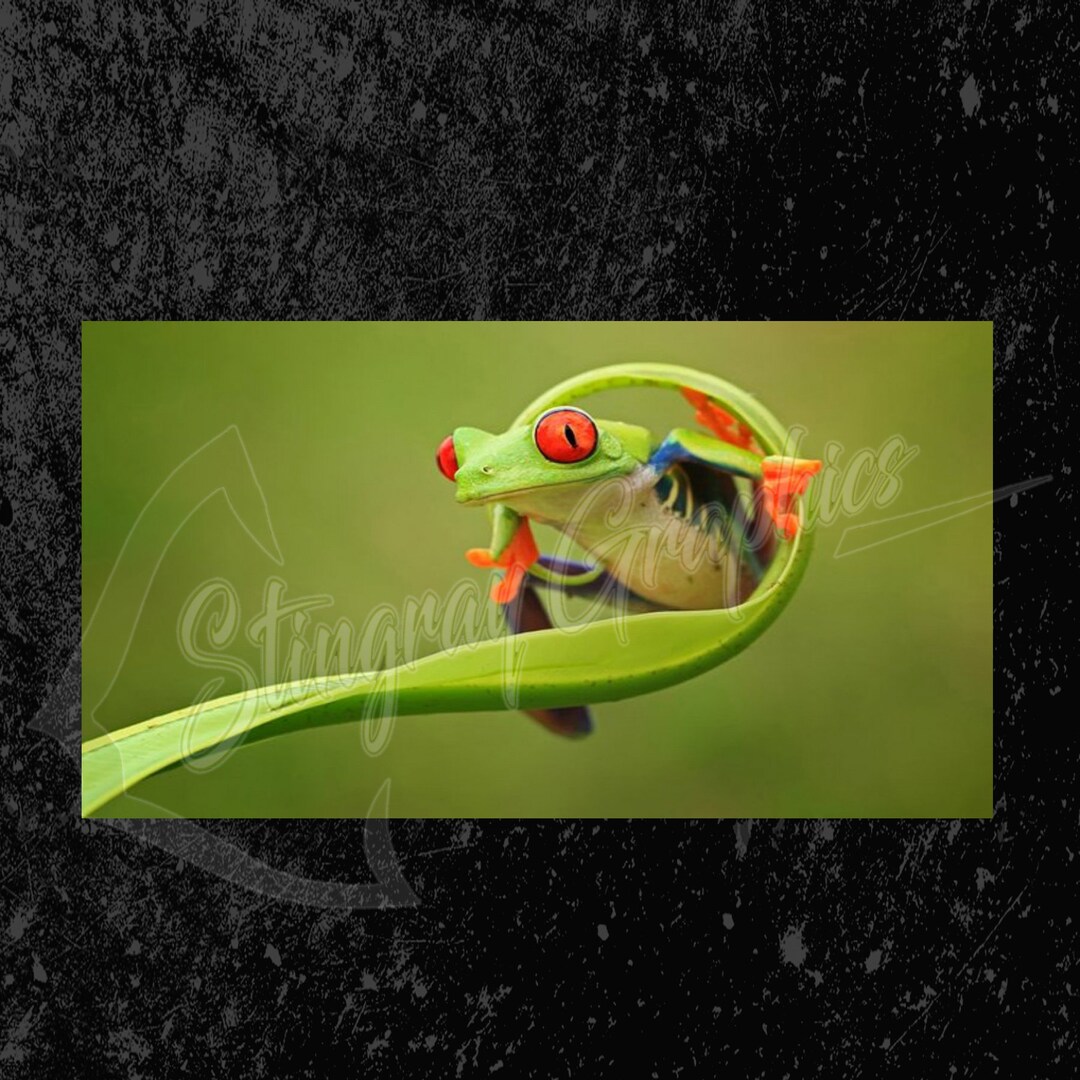 Frog on Leaf License Plate Custom - Etsy