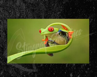 Frog License Plate | Etsy