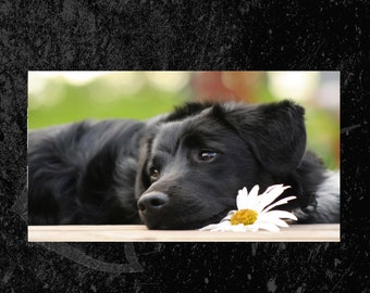 Black Lab Plate - Etsy