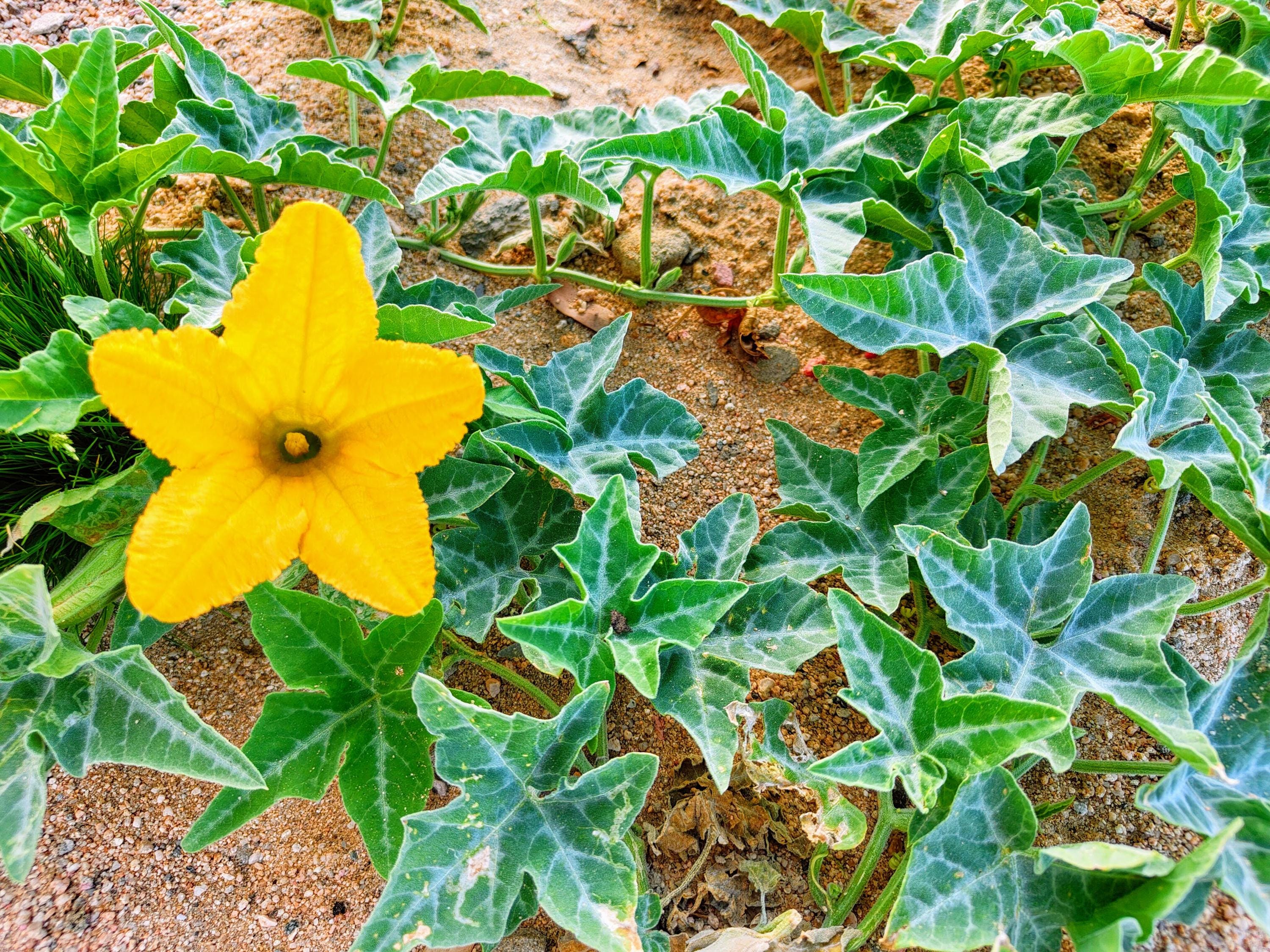 Coyote Gourd, Buffalo Gourd, Cucurbita Palmata Seeds-natural Harvest-35 ...