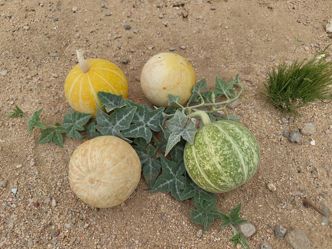 Coyote Gourd, Buffalo Gourd, Cucurbita Palmata Seeds-natural Harvest-35 ...
