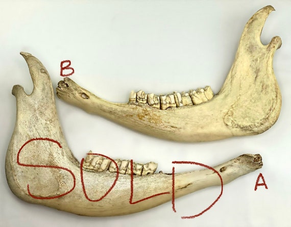 Adult Cow Jaw Bone | Etsy