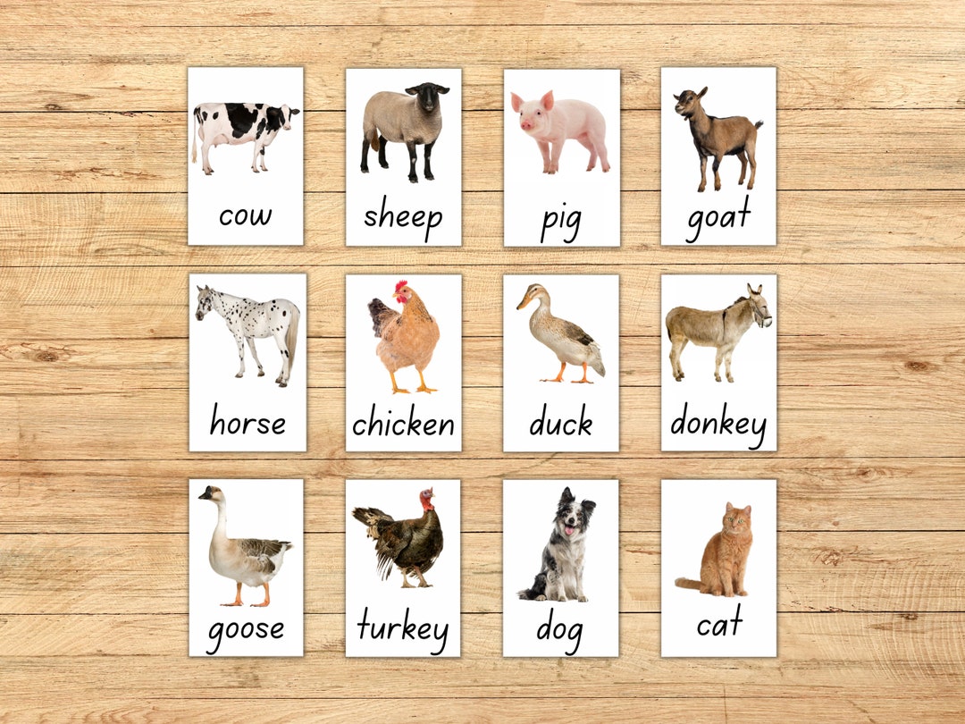 Farm Animal Flash Card Visuals for Preschool Daycare Toddler Classroom ...