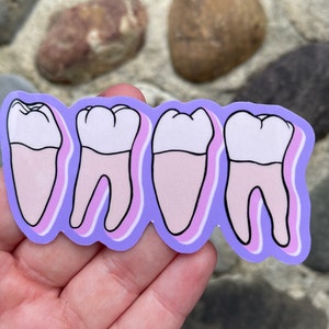 Anatomical Tooth Sticker Tooth Sticker Dental Sticker | Etsy