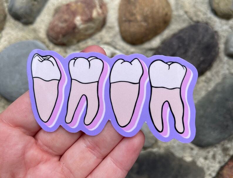 Anatomical Tooth Sticker Tooth Sticker Dental Sticker | Etsy
