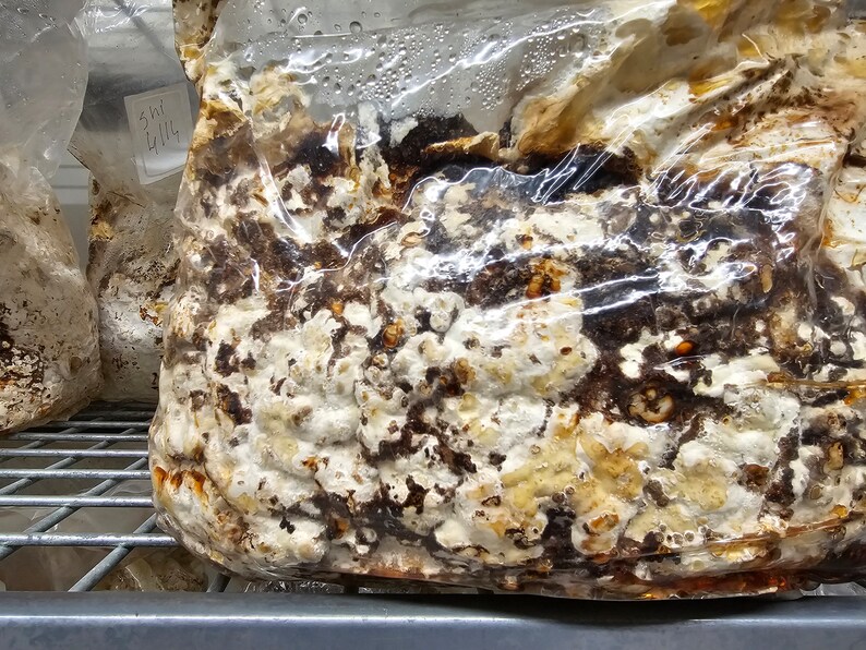 10lb Shiitake Mushroom Substrate Bag - Etsy