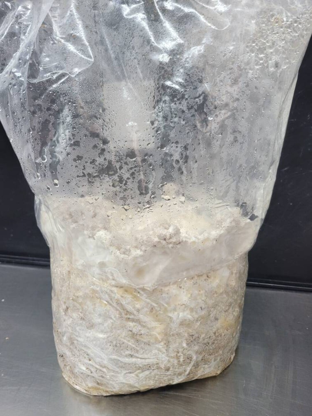 10lb Oyster Mushroom Substrate Bag - Etsy
