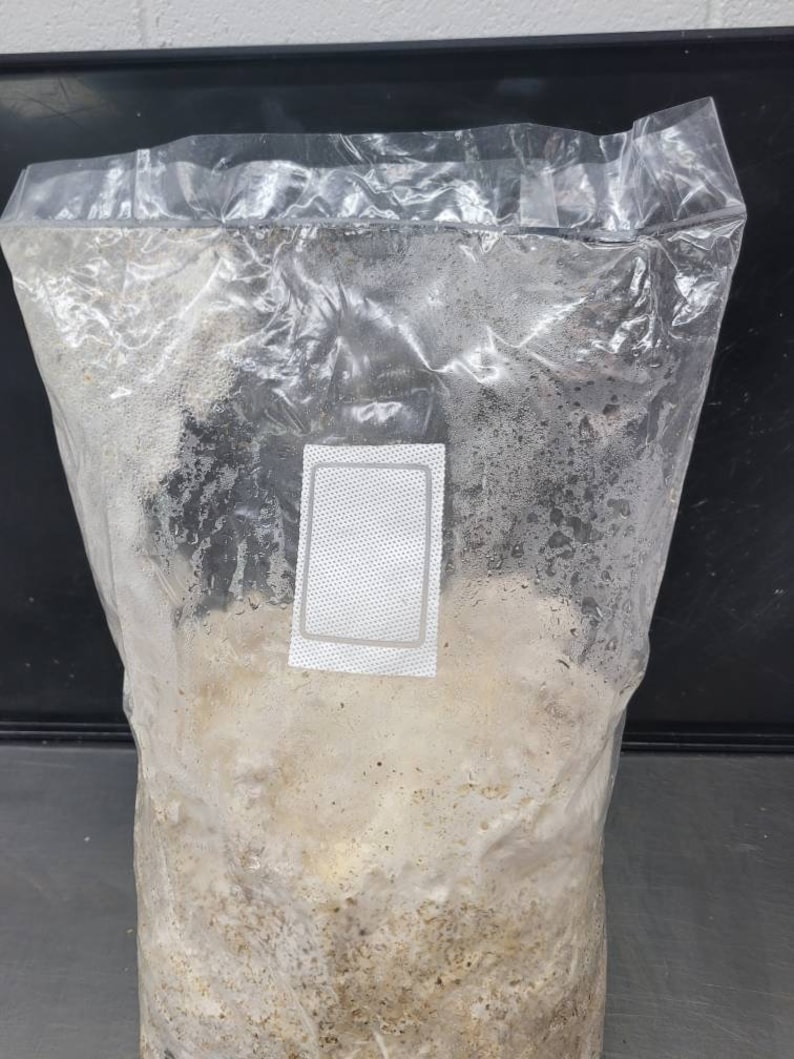 10lb Oyster Mushroom Substrate Bag - Etsy